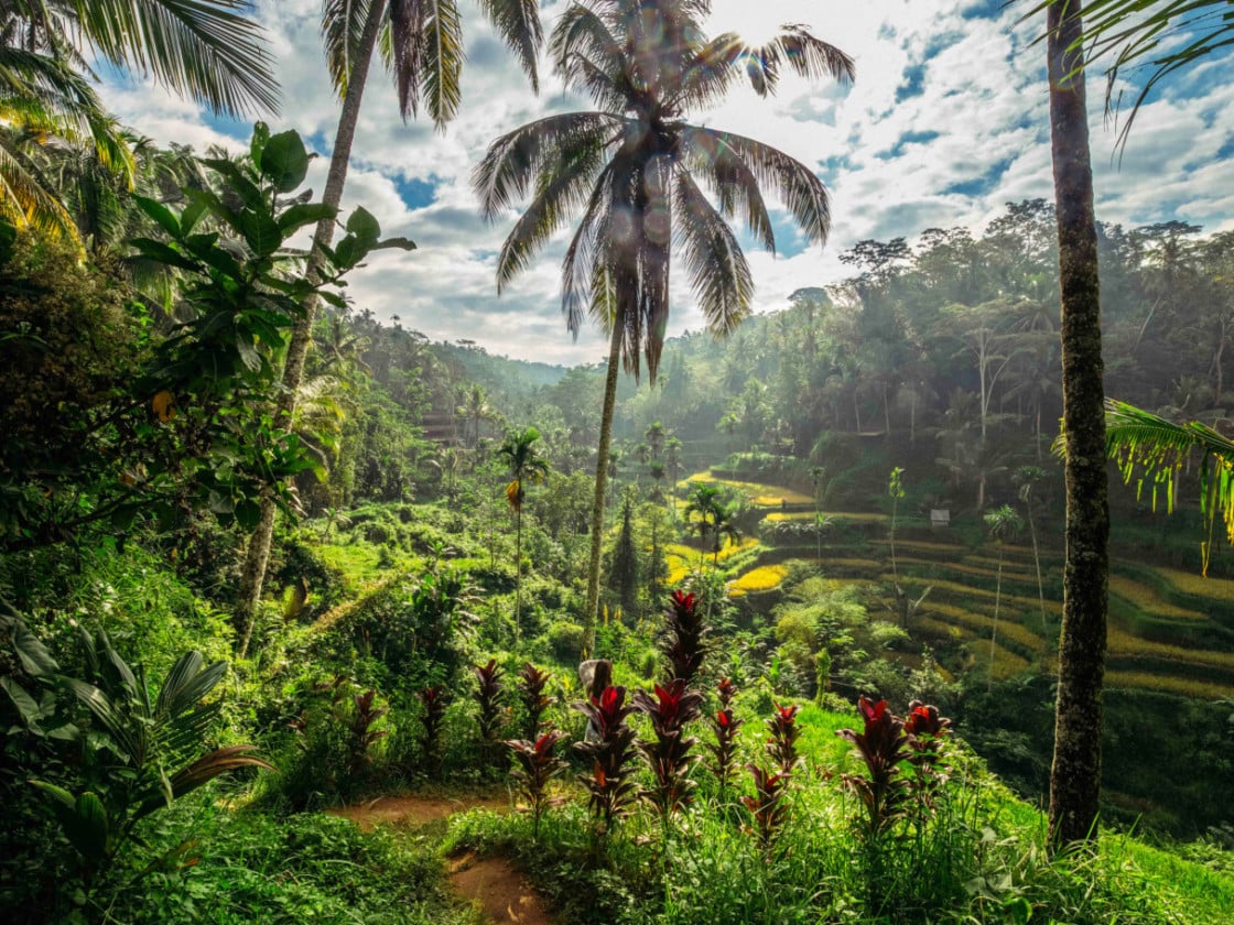 Tembeling Beach and Forest à Nusa Penida : le guide – Coconut Story